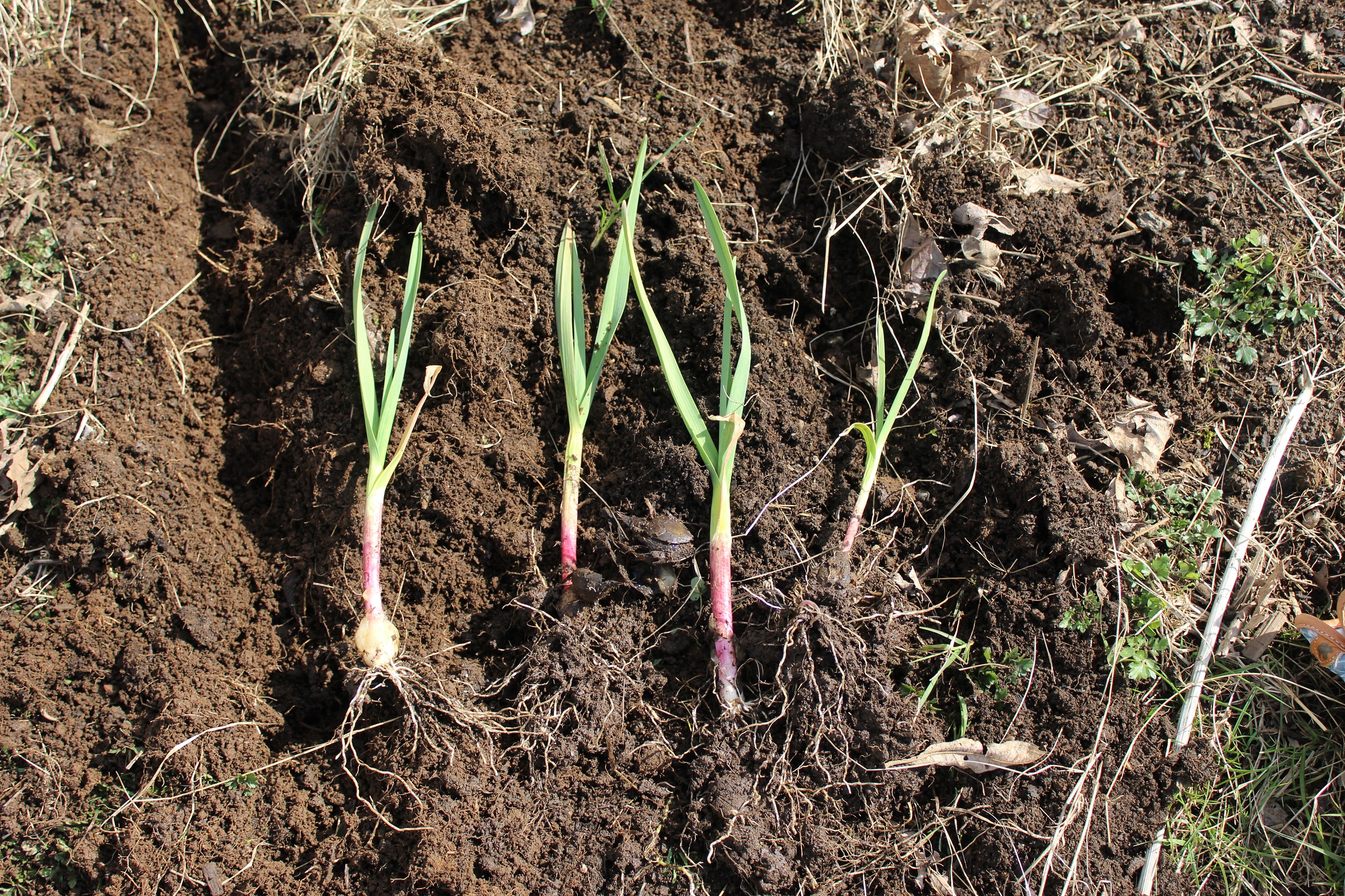 Transplanting Garlic in the Spring - Simple Life in the Country