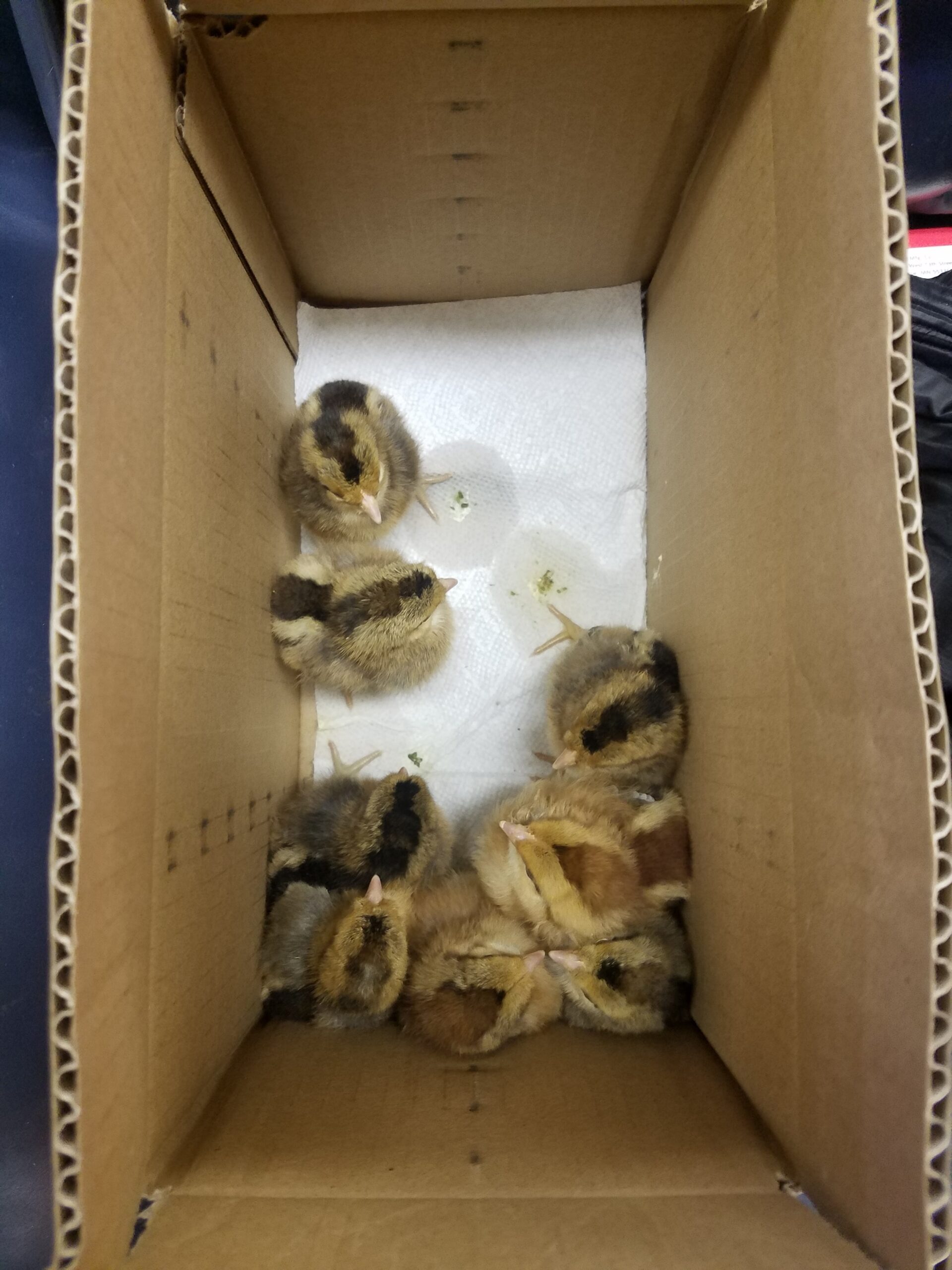 Raising Baby Chicks in the Spring - Simple Life in the Country