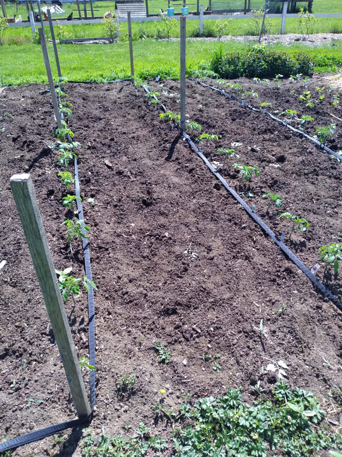 How to Effectively Lay Down Soaker Hoses in your Garden - Simple Life ...