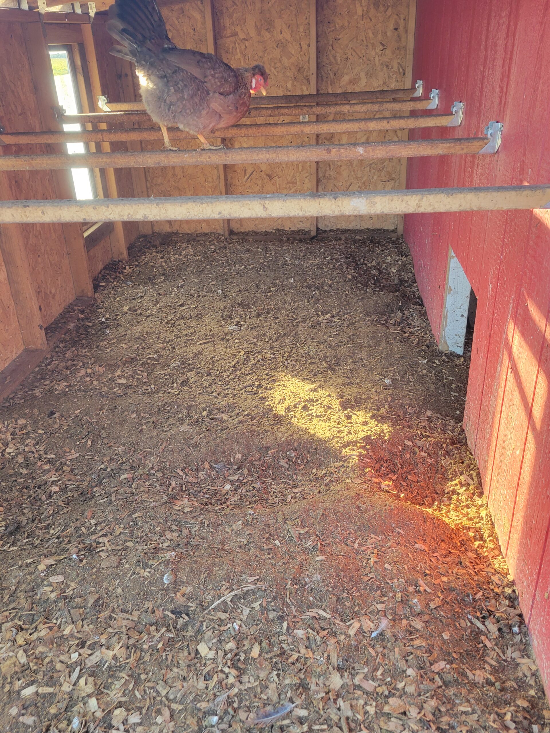 Deep Cleaning the Hen House Twice a Year - Simple Life in the Country