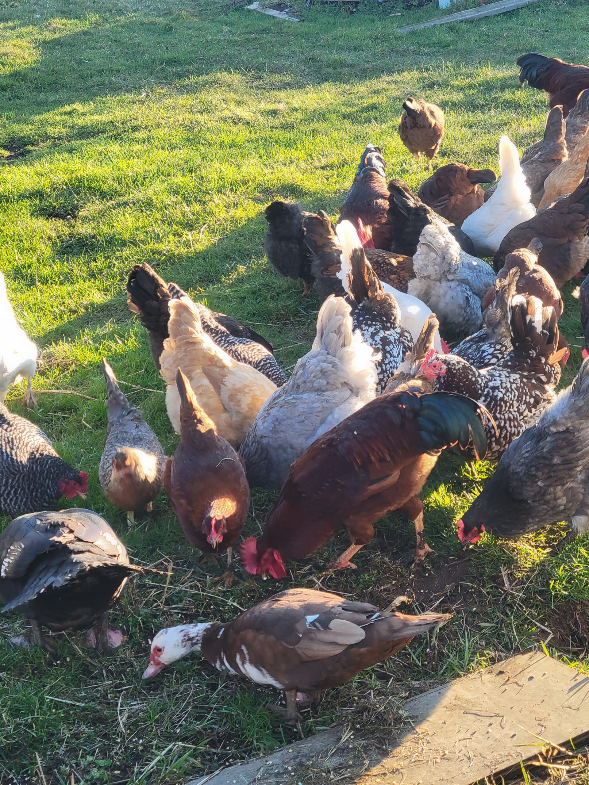 Deep Cleaning the Hen House Twice a Year - Simple Life in the Country